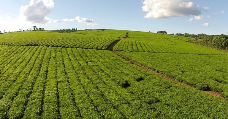 Circuito Productivo de la Yerba Mate: Etapas y Proceso (2025)